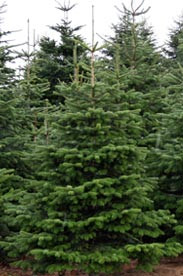 Überblick der wichtigsten Baumarten « Nadel-Journal